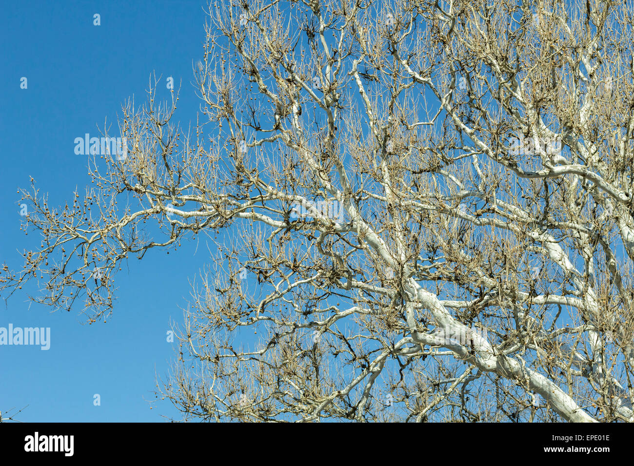 Sycamore branches hi-res stock photography and images - Alamy