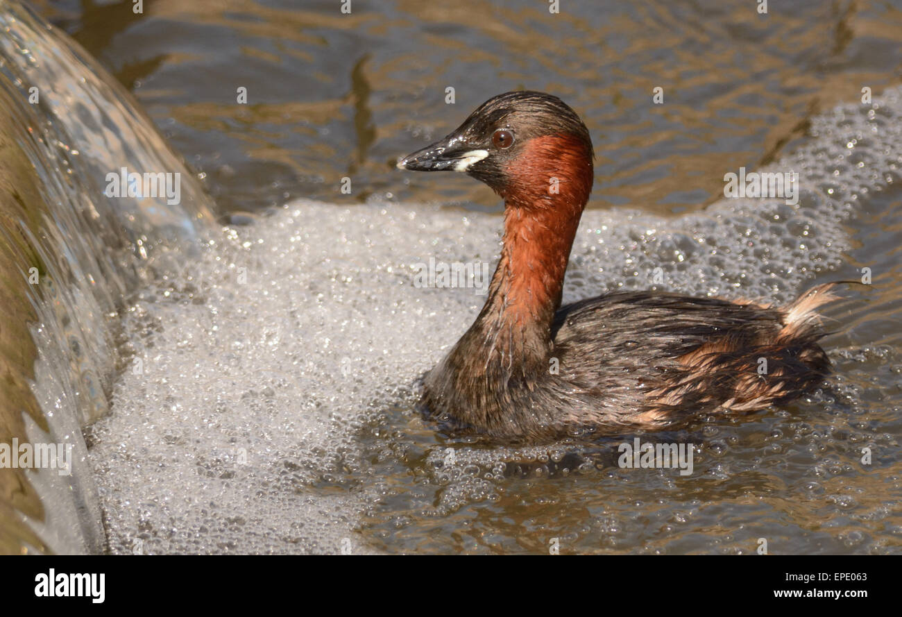 Swimming upstream hi-res stock photography and images - Alamy