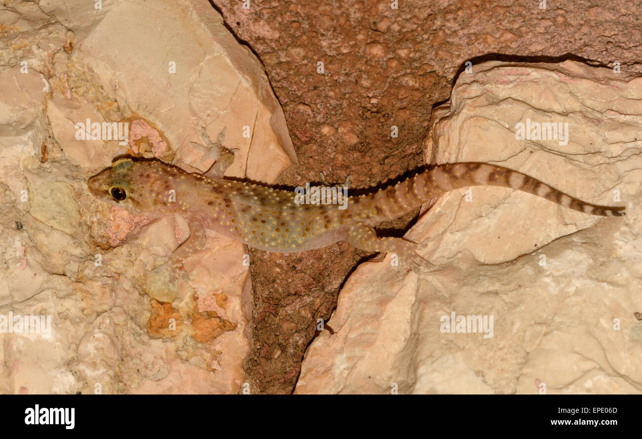 A Mediterranean house Gecko hemidactylus turcicus photographed after ...