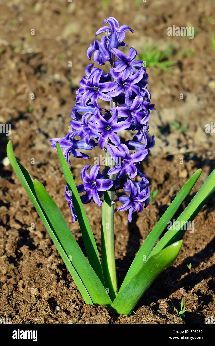 Beautiful purple hyacinth flower closeup. Spring nature background ...