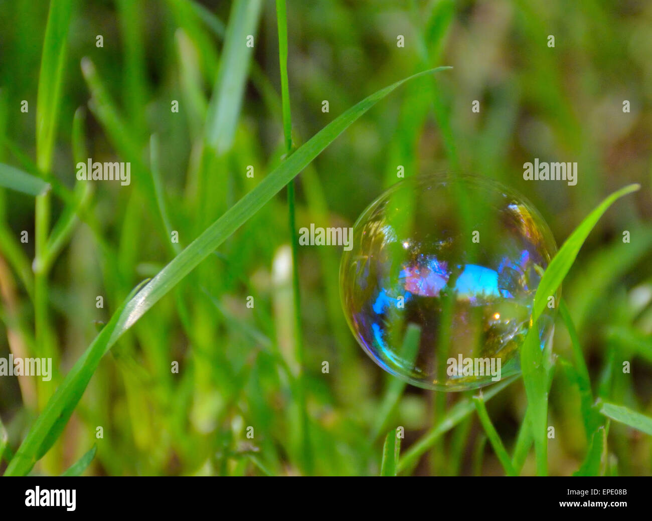 Beautiful translucent bubble resting on blades of grass Stock Photo - Alamy