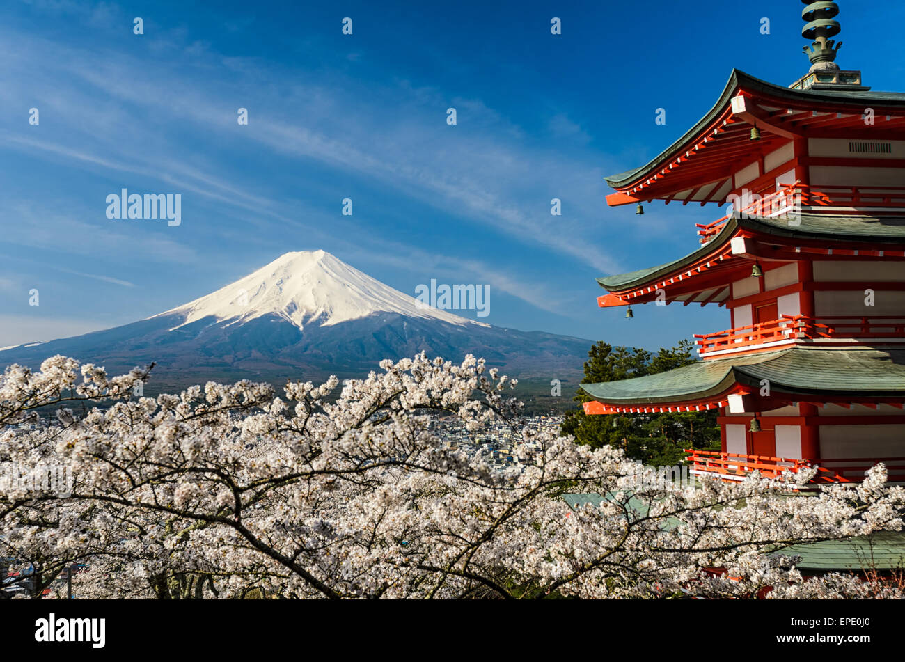 Mount Fuji with a red pagoda in spring season with cherry blossoms ...