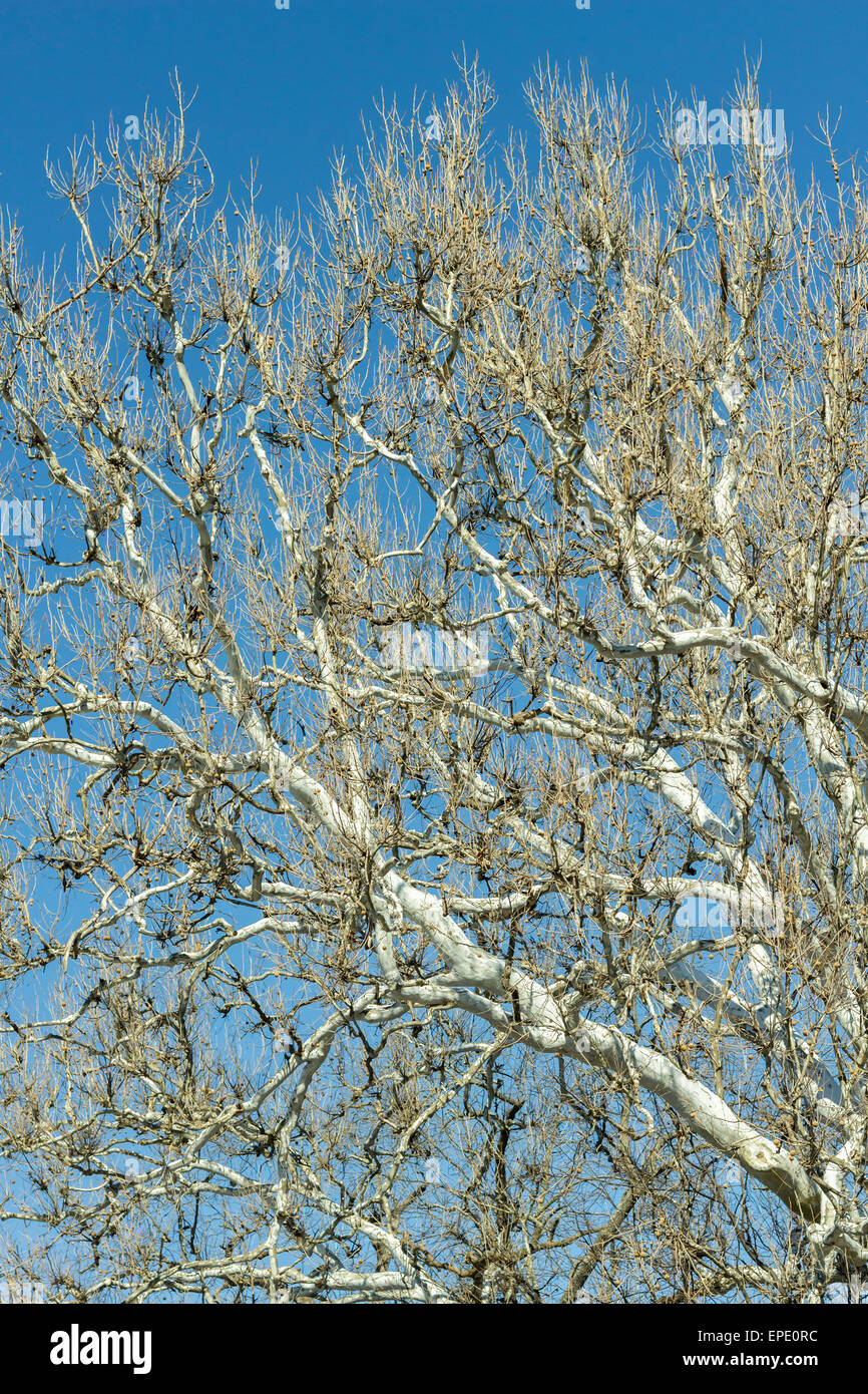 Sycamore branches hi-res stock photography and images - Alamy