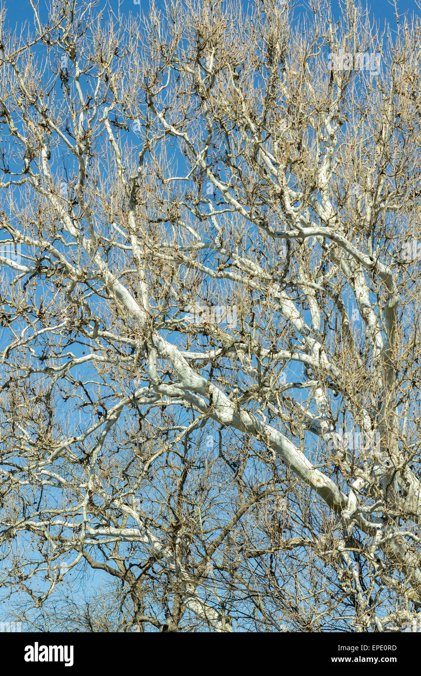 Sycamore balls hi-res stock photography and images - Alamy
