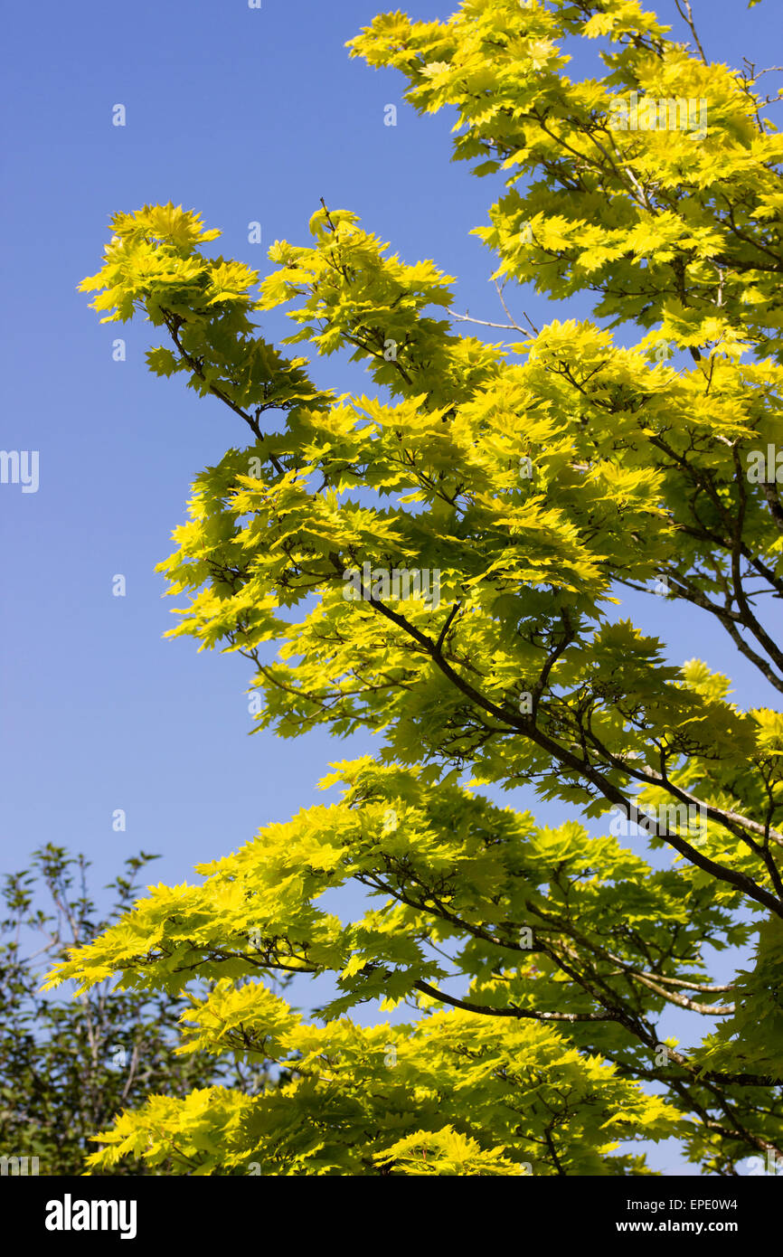 Bright yellow leaves of the ornamental Japanese maple, Acer ...