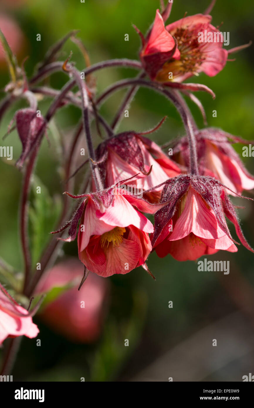 Geum rivale leonard’s variety hi-res stock photography and images - Alamy