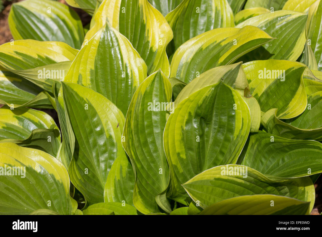 Brightly variegated foliage of Hosta 'Queen Josephine' Stock Photo - Alamy