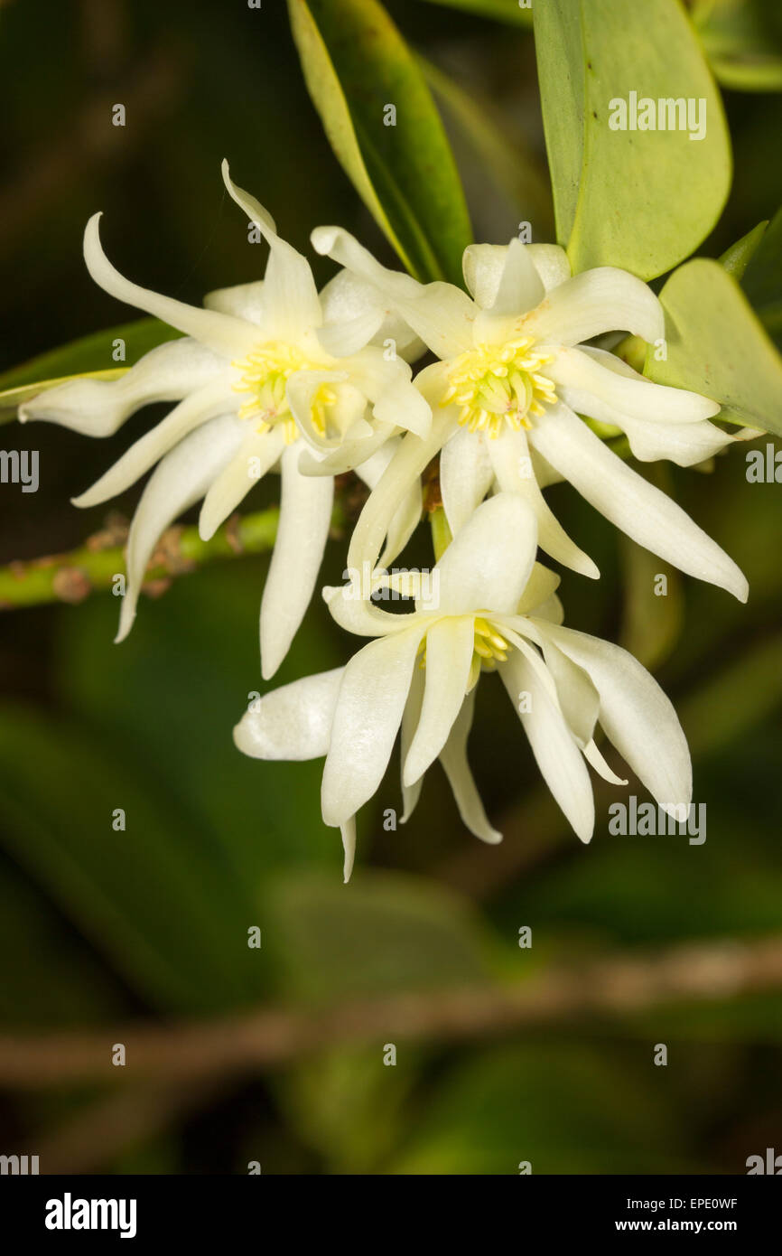 Spring flowers of the evergreen star anise, Illicium anisatum Stock ...