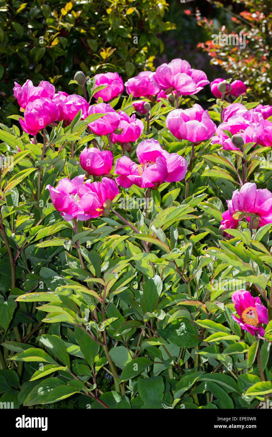 Mascula hi-res stock photography and images - Alamy