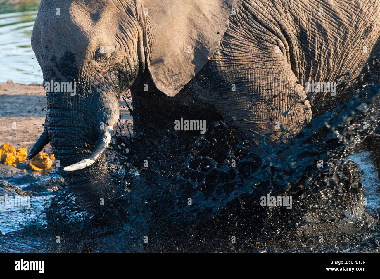 African bull elephant throwing hi-res stock photography and images - Alamy