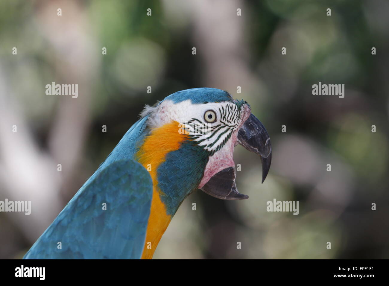 Very rare and critically endangered hi-res stock photography and images ...