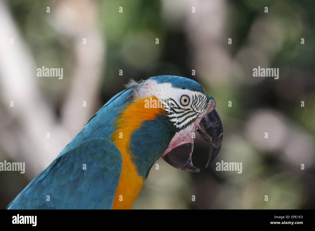 An extremely rare Blue-throated Macaw, Ara glaucogularis, from north ...