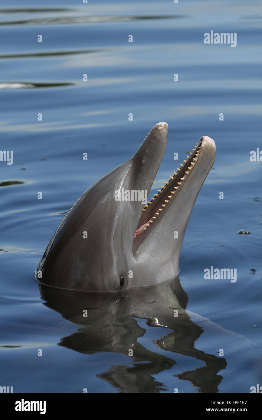 Bottlenose dolphin tursiops truncatus hi-res stock photography and ...