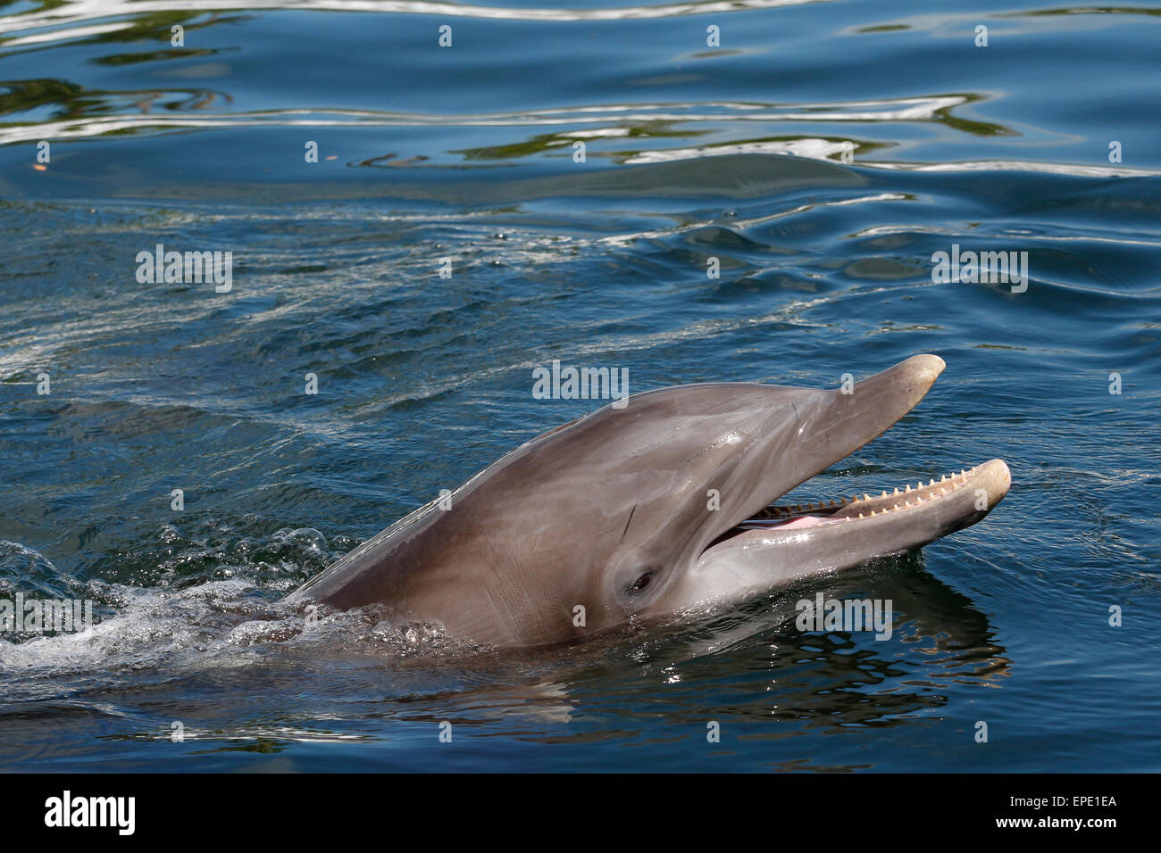 Tursiops sp hi-res stock photography and images - Alamy
