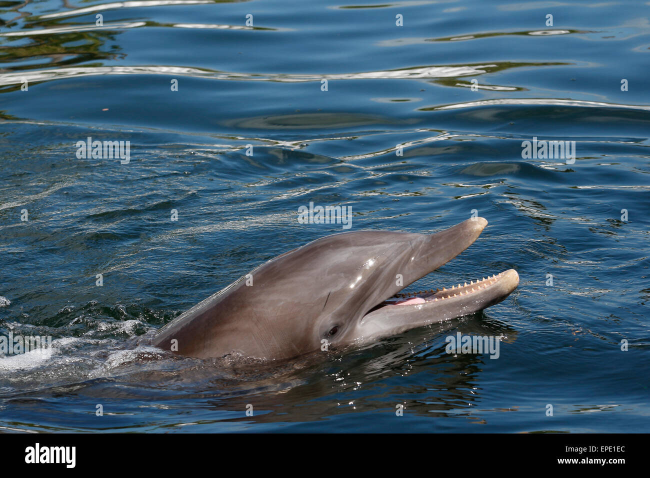Atlantic Bottlenose Dolphin, Tursiops truncatus Stock Photo - Alamy