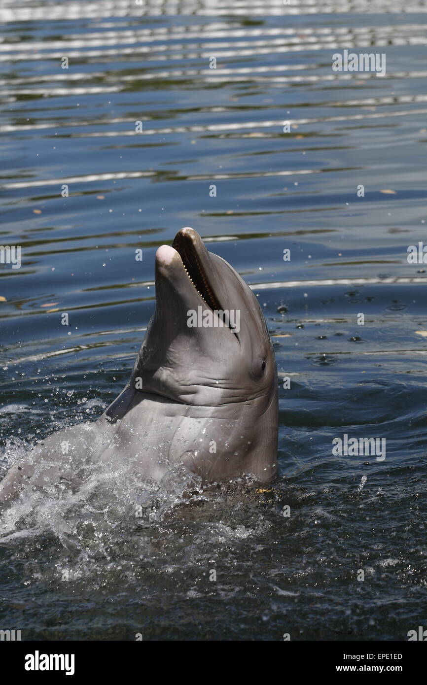 Atlantic Bottlenose Dolphin, Tursiops truncatus Stock Photo - Alamy
