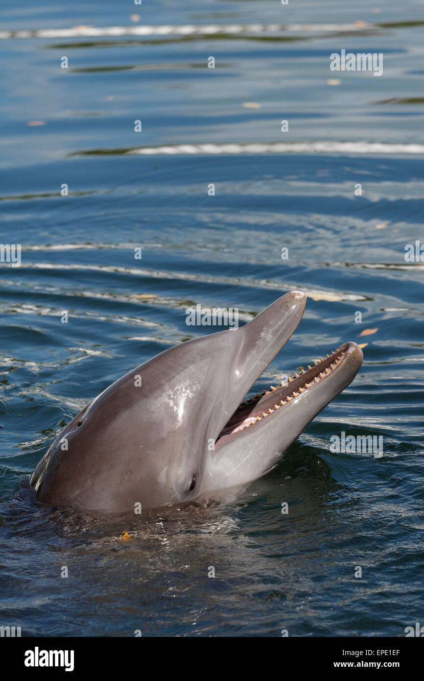 Atlantic Bottlenose Dolphin High Resolution Stock Photography and Images - Alamy