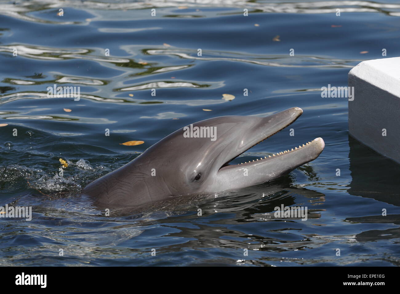 Atlantic Bottlenose Dolphin, Tursiops truncatus Stock Photo - Alamy Atlantic Bottlenose Dolphin, Tursiops truncatus Stock Photo - Alamy