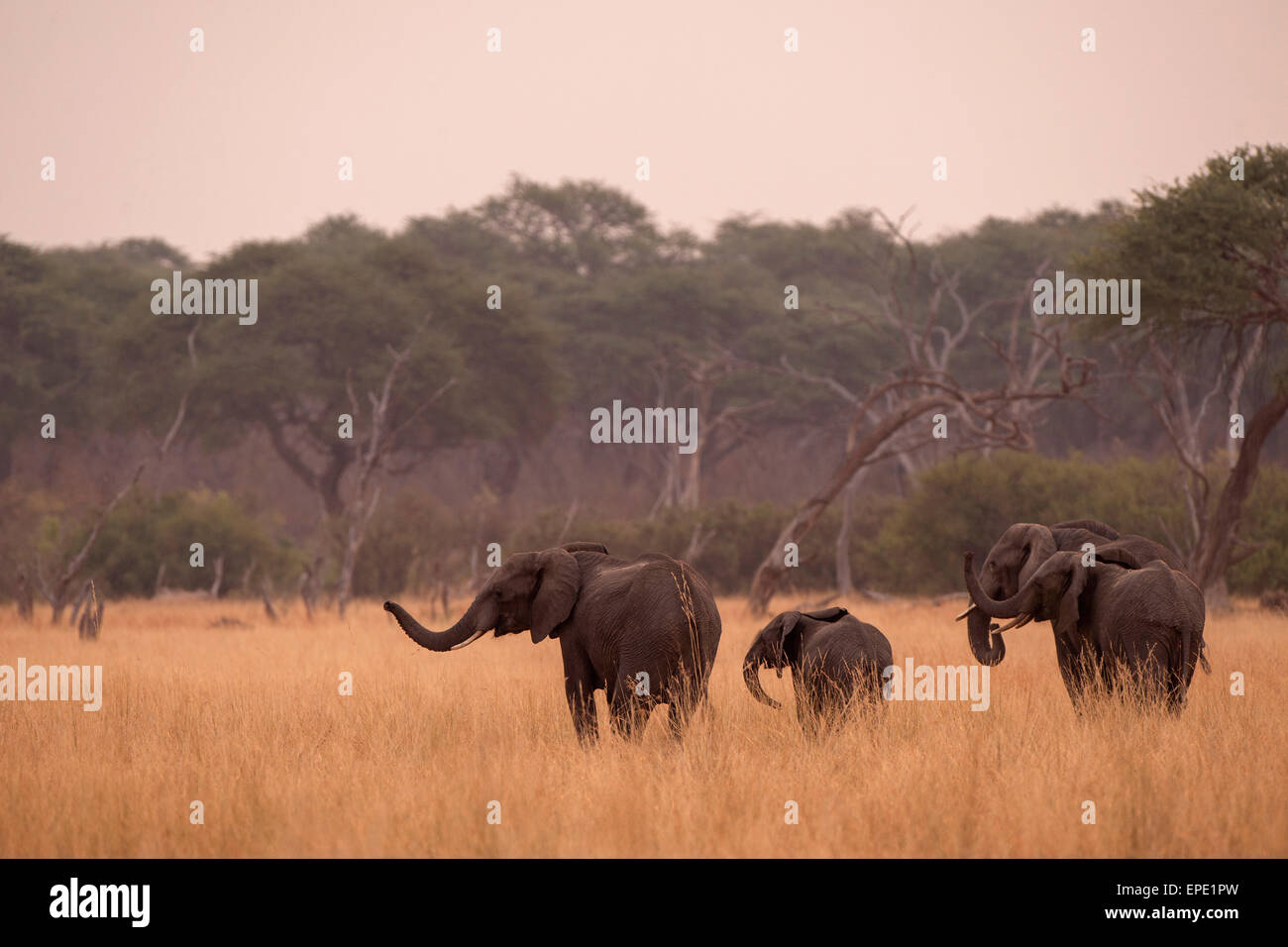 African ani hi-res stock photography and images - Alamy