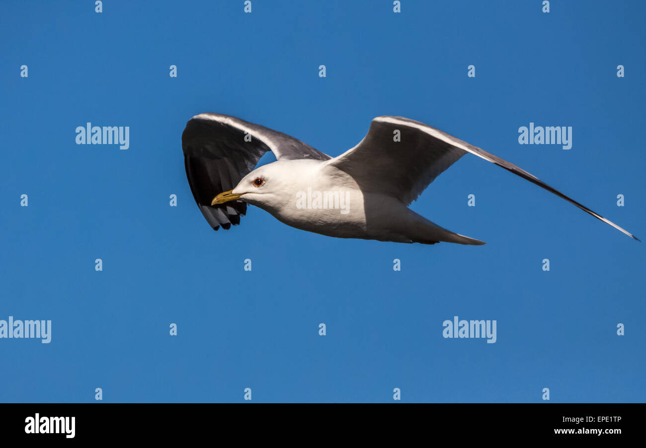 Common gull (Larus canus) in flight Stock Photo - Alamy