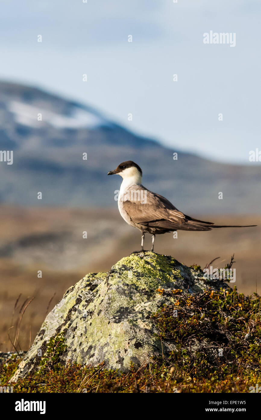 Long Tailed Jaeger Stock Photos & Long Tailed Jaeger Stock Images - Alamy