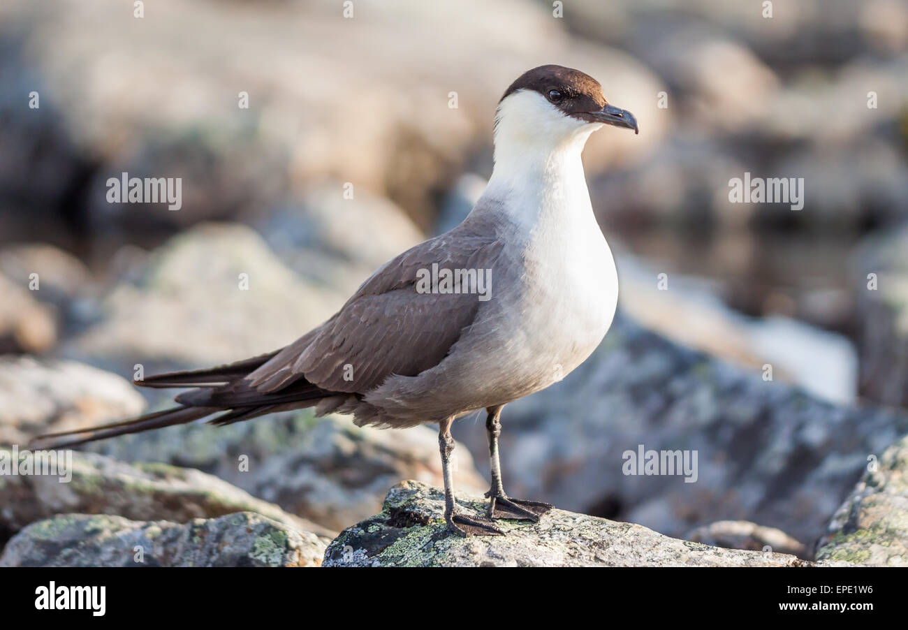 Long-tailed jaeger (Stercorarius longicaudus Stock Photo - Alamy