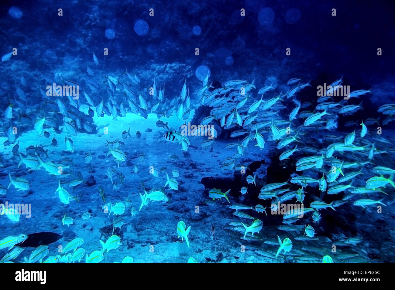 Group of coral fish water Stock Photo - Alamy