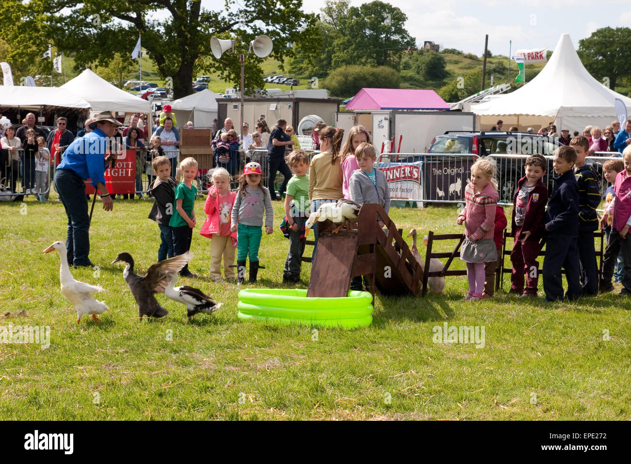 Children watch at a display of Indian Runner ducks by Stuart Barnes at ...