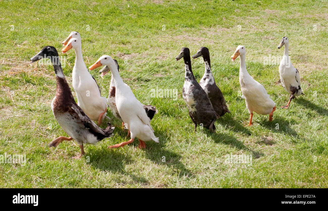 Indian runner see hi-res stock photography and images - Alamy