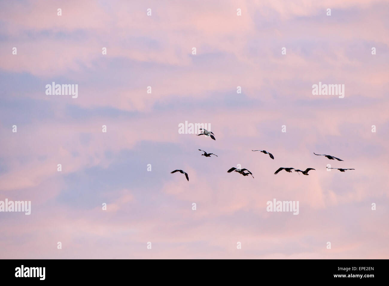 African goose in grasslands hi-res stock photography and images - Alamy