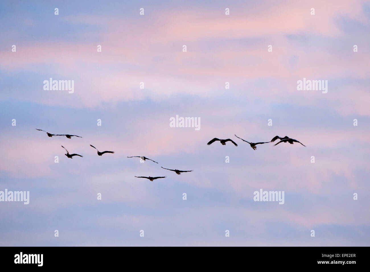 African goose in grasslands hi-res stock photography and images - Alamy