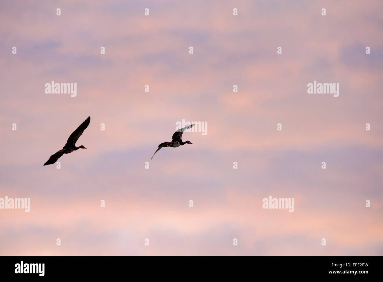 African goose in grasslands hi-res stock photography and images - Alamy