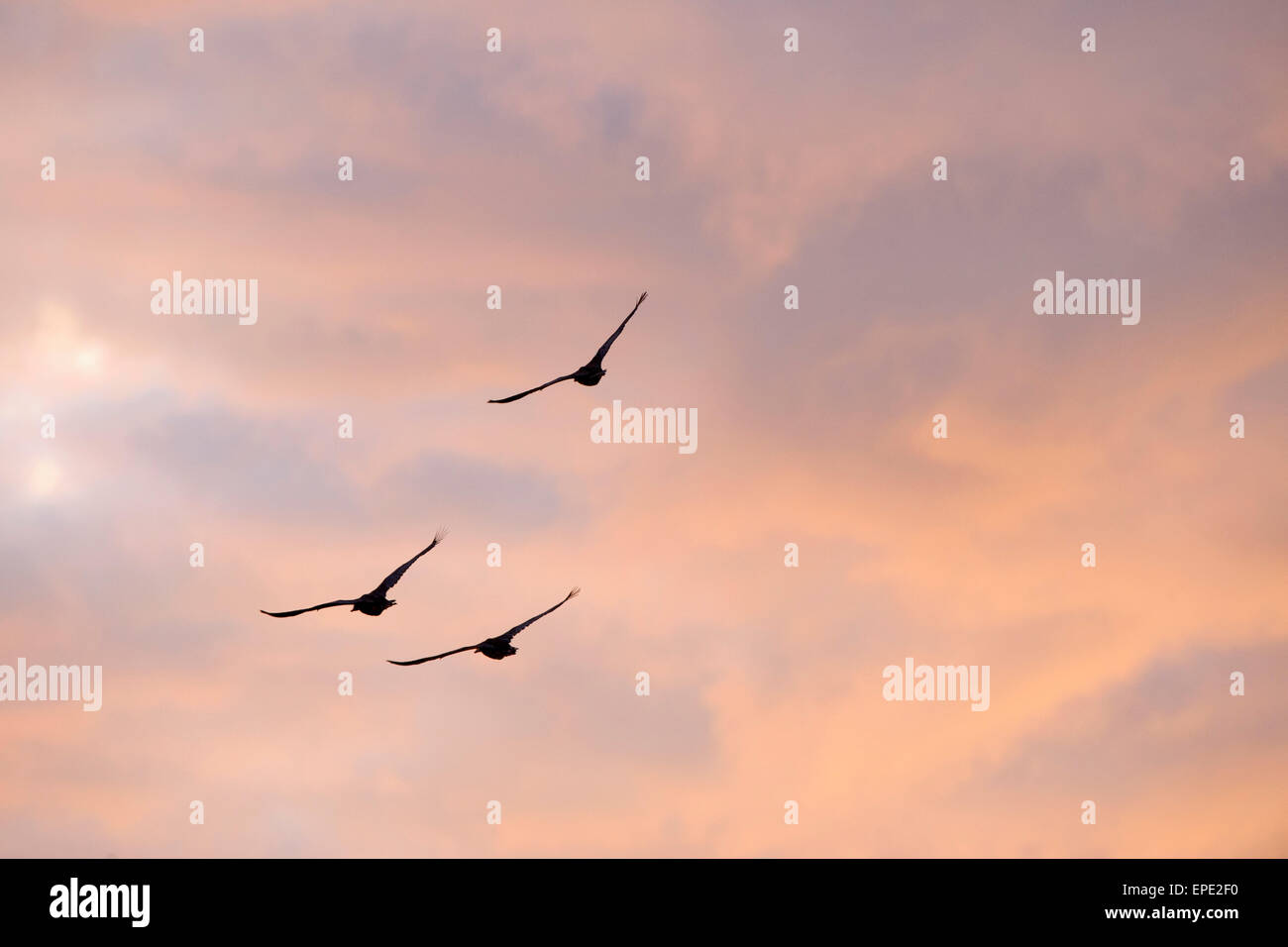 African goose in grasslands hi-res stock photography and images - Alamy
