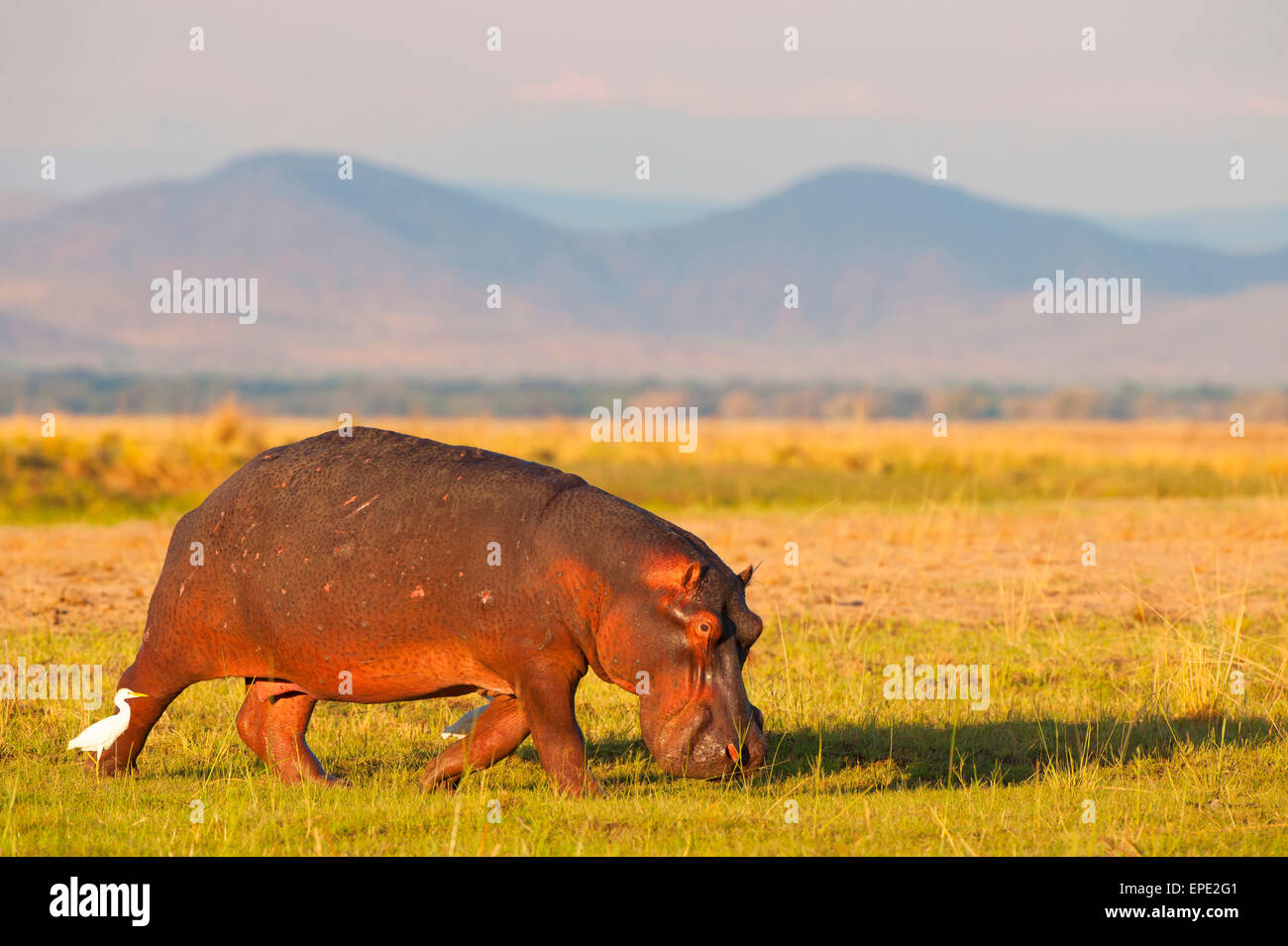 Male hippo hi-res stock photography and images - Alamy