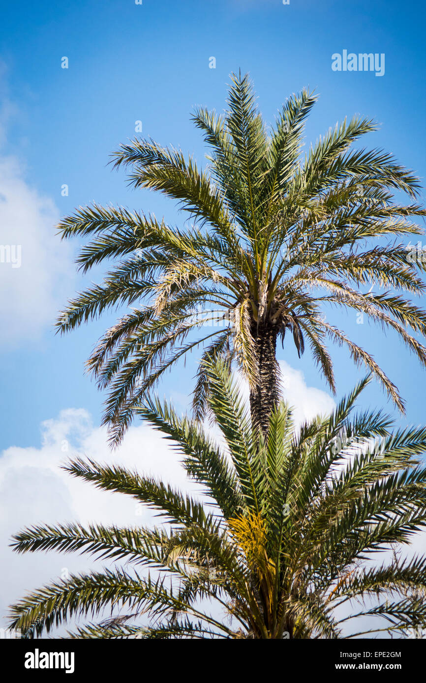 Corfu Palm Tree High Resolution Stock Photography and Images - Alamy