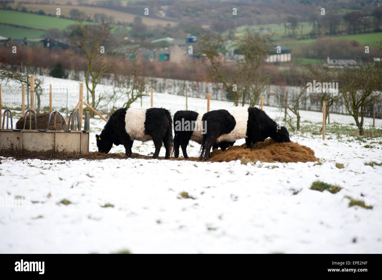 Belted galloway cows in snow hi-res stock photography and images - Alamy