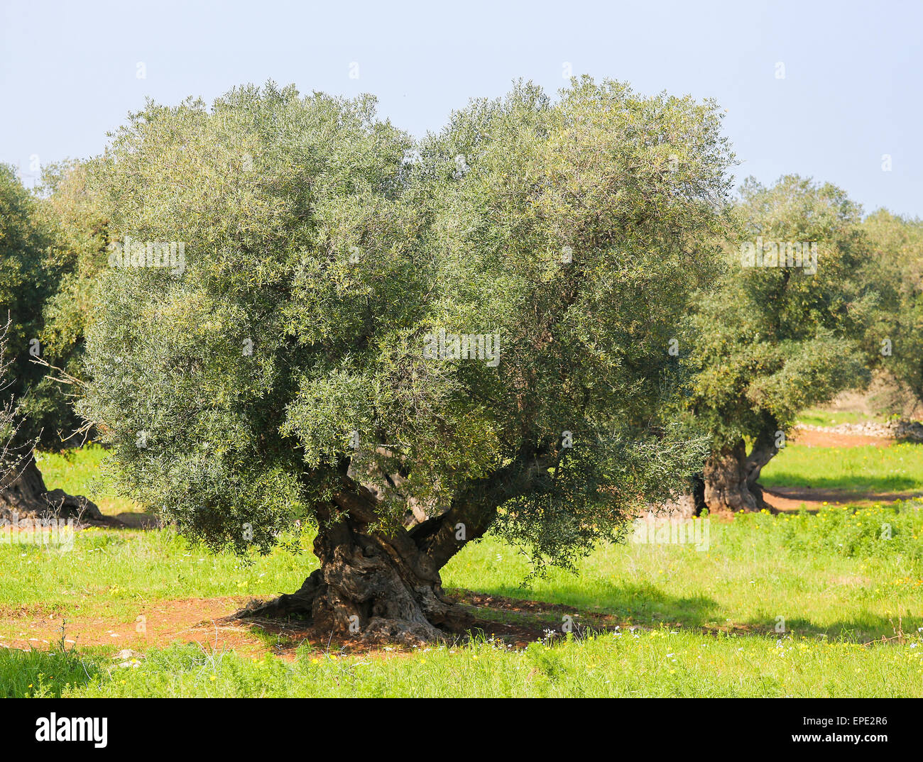 Olive tree garden hi-res stock photography and images - Alamy