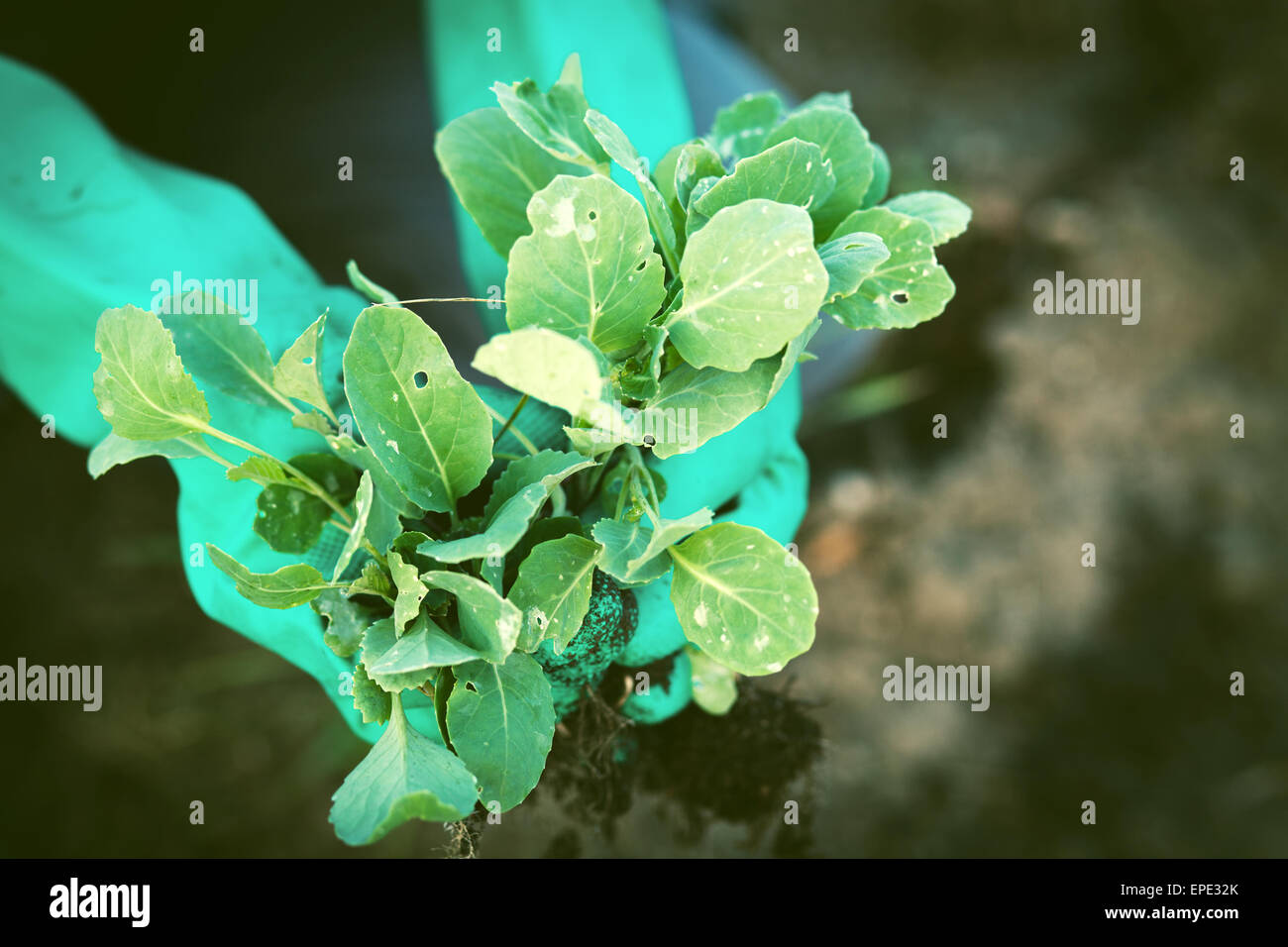 planting cabbage seedling in the vegetable garden Stock Photo - Alamy