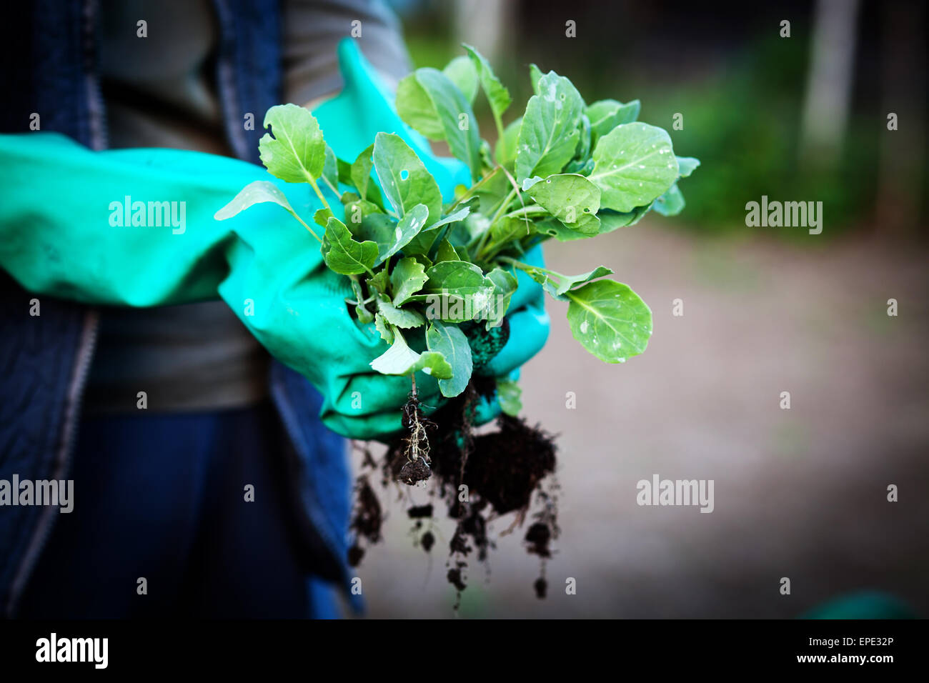 planting cabbage seedling in the vegetable garden Stock Photo - Alamy
