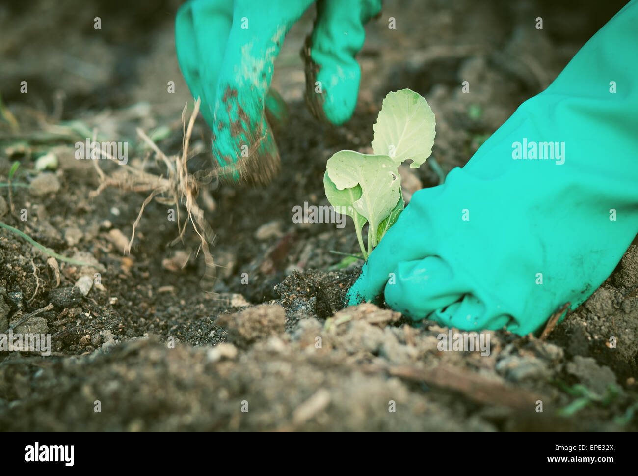 planting cabbage seedling in the vegetable garden Stock Photo - Alamy