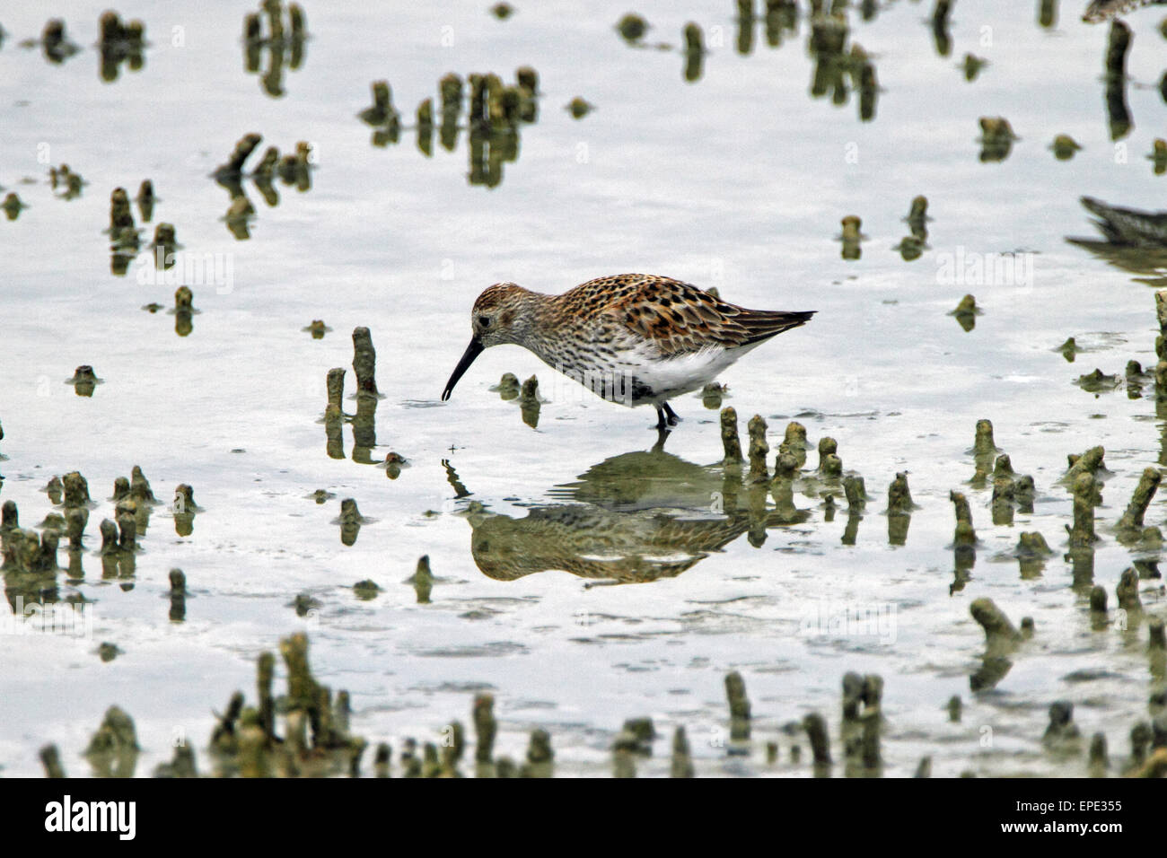 Dunlin feeding hi-res stock photography and images - Alamy
