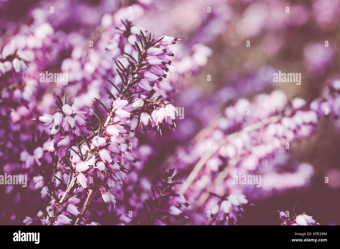pink heather shrub inflorescence on a pink green background - early ...