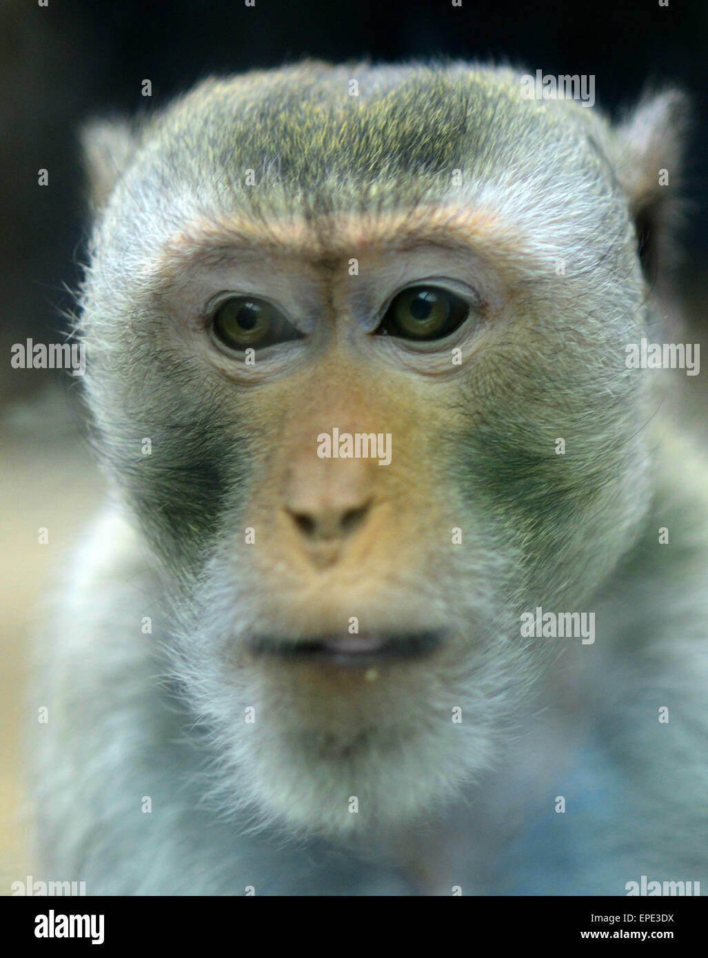 Chengdu, China. 17th May, 2015. A long-tailed macaque plays at a zoo in ...
