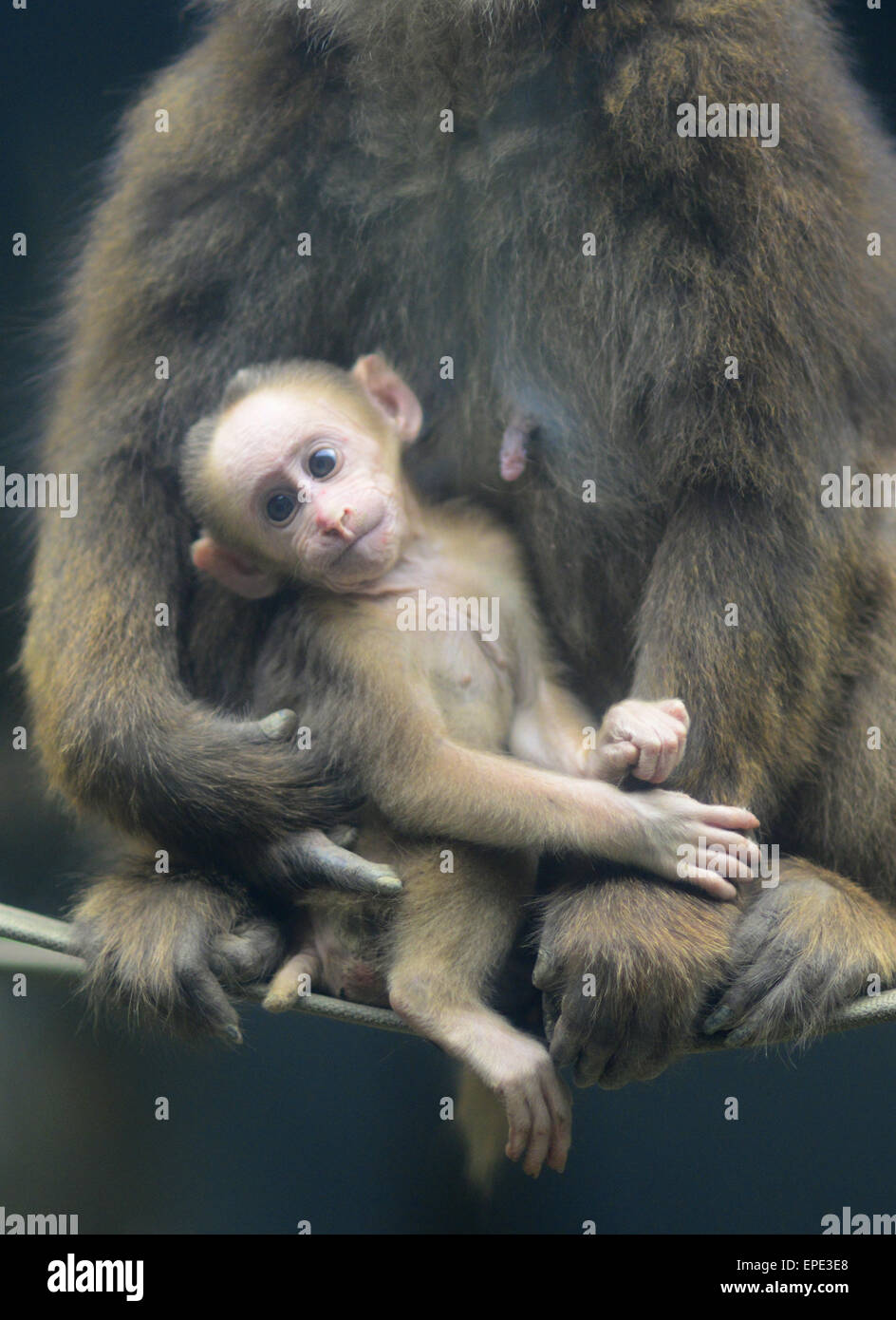 Long tailed macaques china hi-res stock photography and images - Alamy