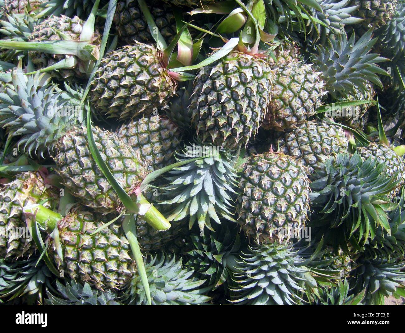 pineapple many full screen at market Stock Photo - Alamy