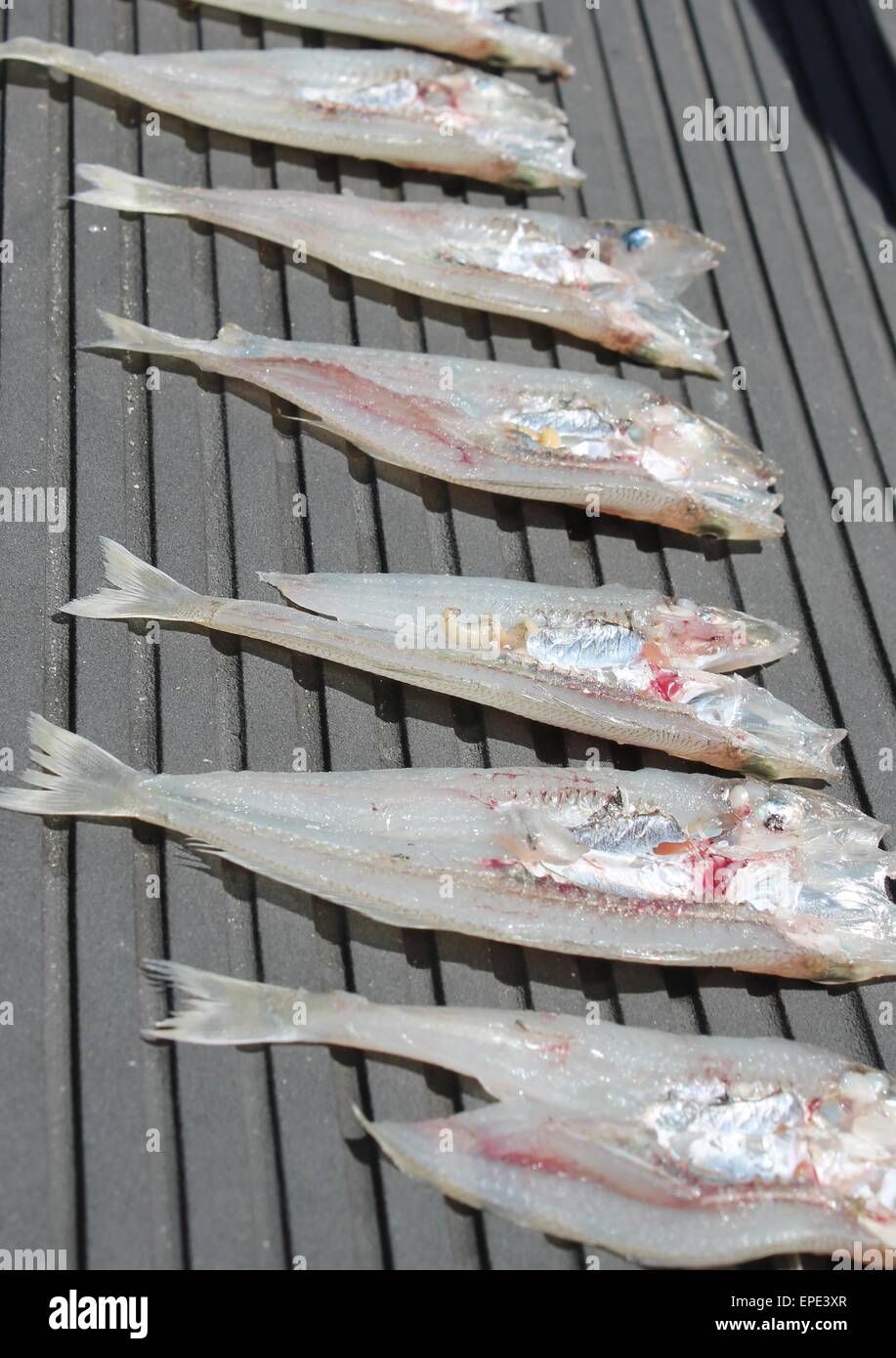 small fresh fish drying in the sun open Stock Photo - Alamy
