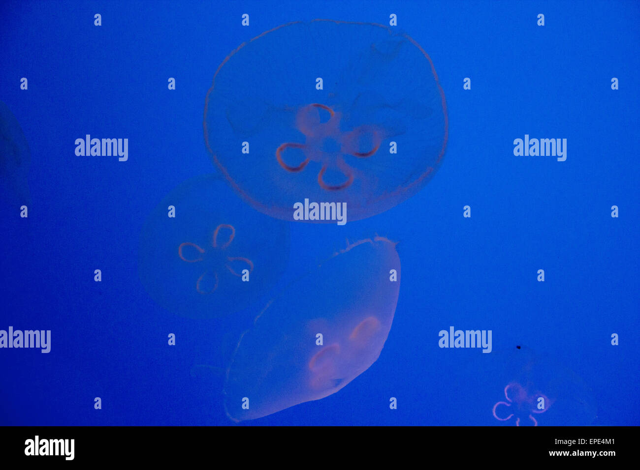 These pretty and transparent sea creatures float with the current Stock ...