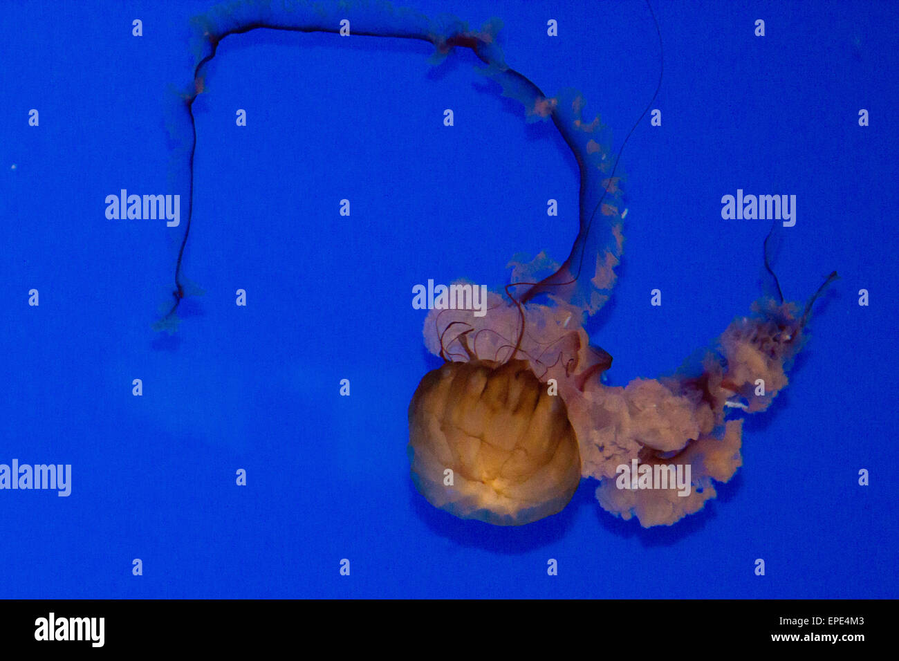 Some species of Jellyfish are capable of changing colors Stock Photo ...