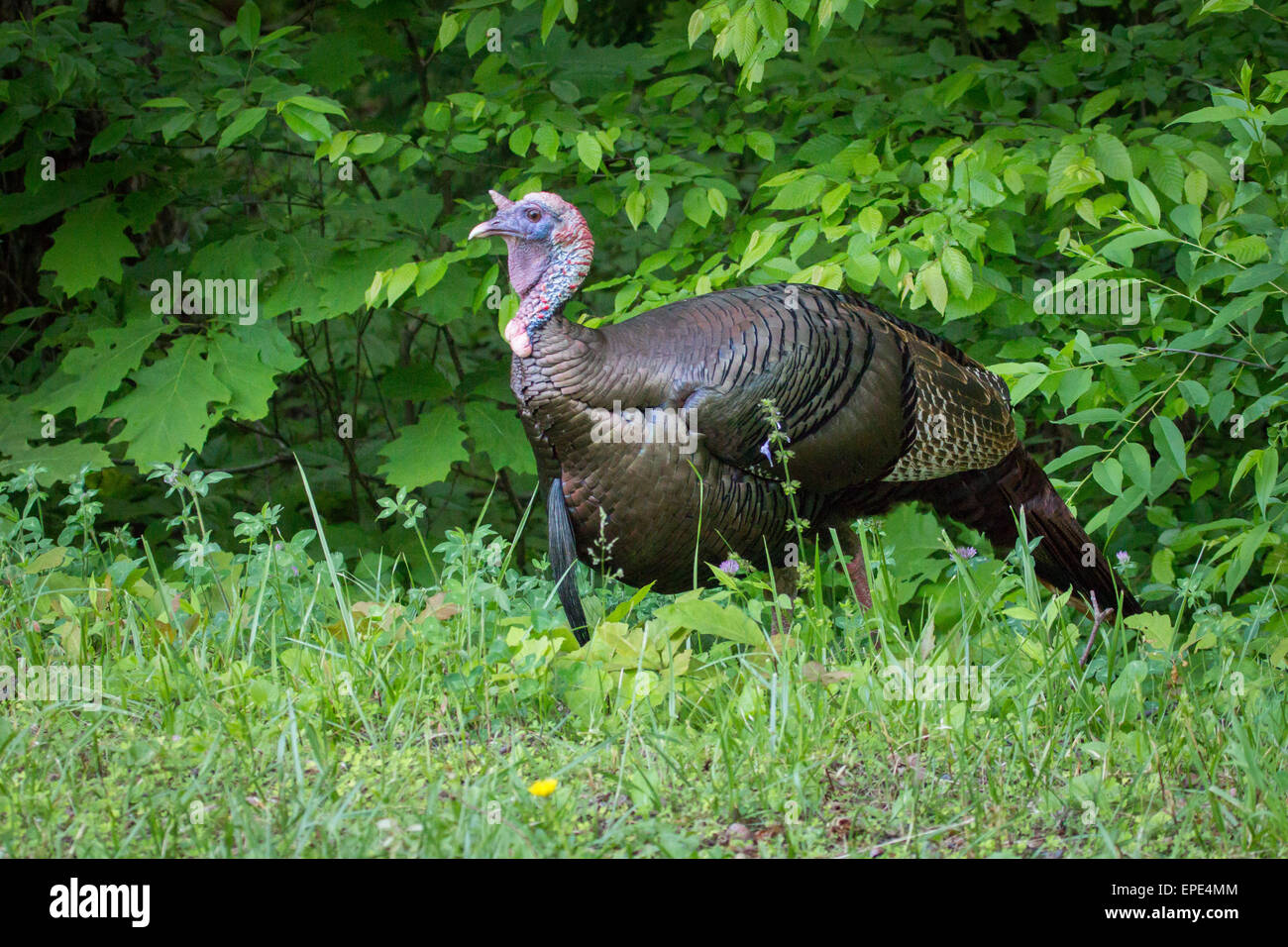 A nice gobbler enjoys a sunny morning Stock Photo - Alamy