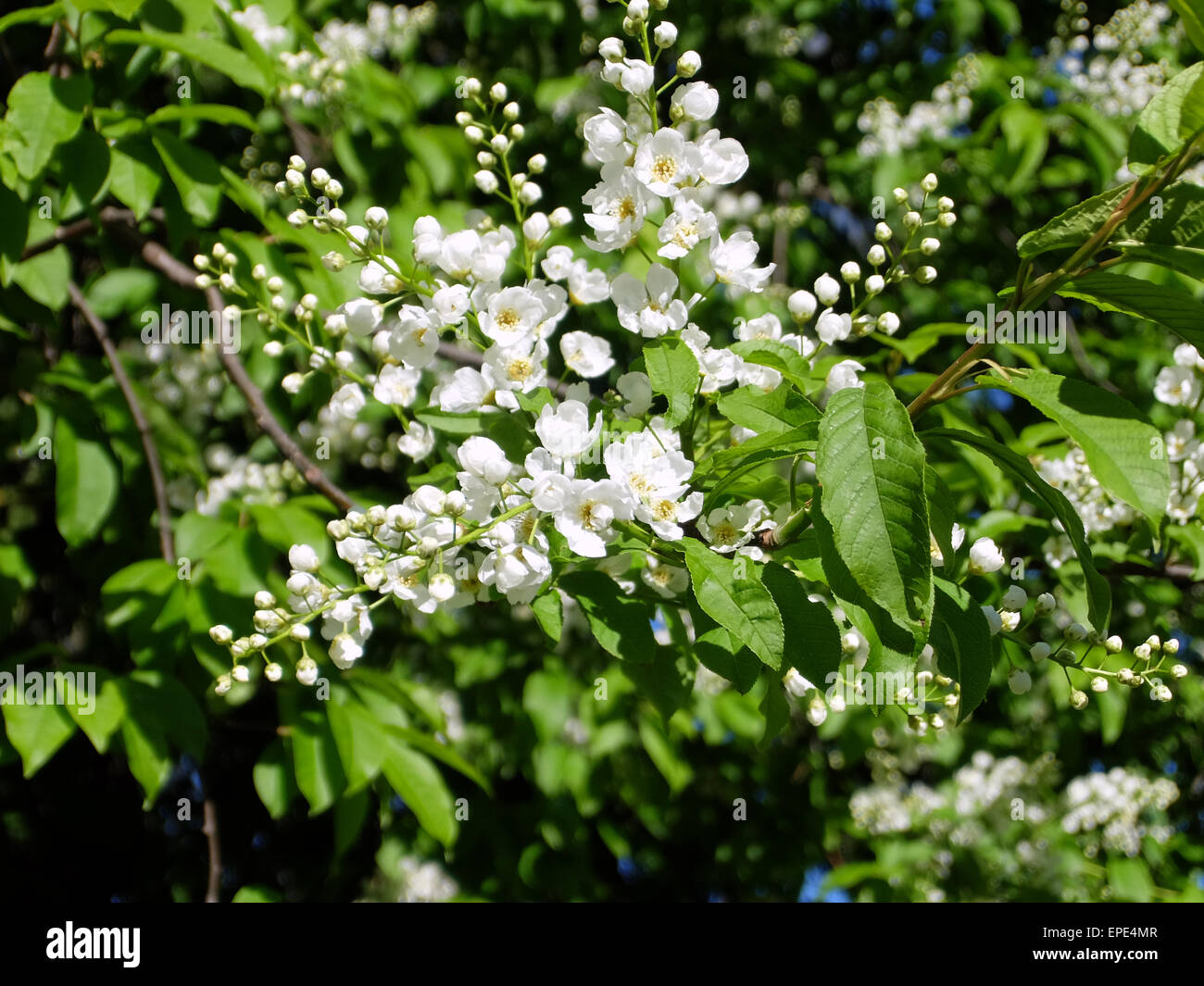 Bird cherry tree hi-res stock photography and images - Alamy